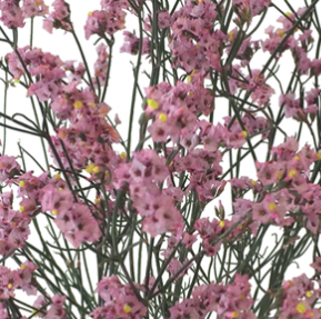 Limonium - SBE Wholesale Flowers