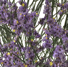 Limonium - SBE Wholesale Flowers