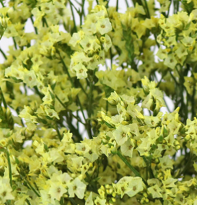Limonium - SBE Wholesale Flowers