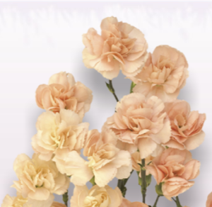 Carnation - Mini - SBE Wholesale Flowers