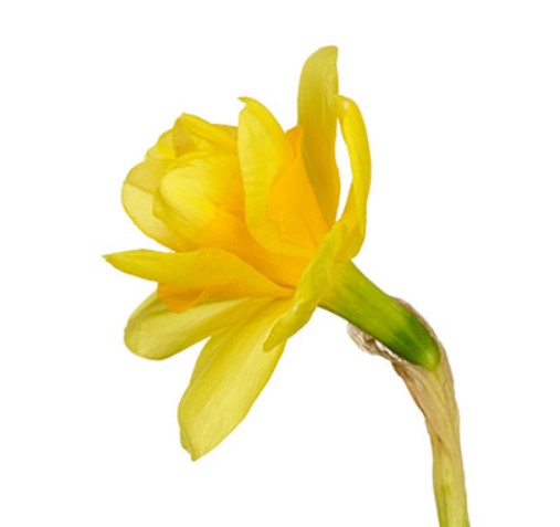 Spring Flowers - SBE Wholesale Flowers