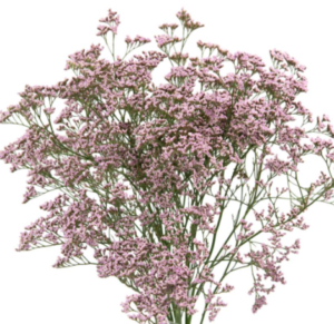 Limonium - SBE Wholesale Flowers