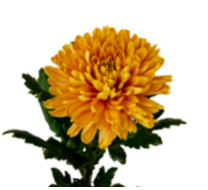 Mums - Commercial, Cremone, Spider - SBE Wholesale Flowers
