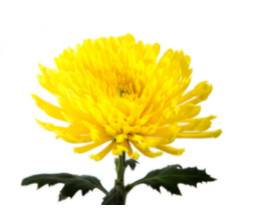 Mums - Commercial, Cremone, Spider - SBE Wholesale Flowers