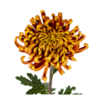 Mums - Commercial, Cremone, Spider - SBE Wholesale Flowers